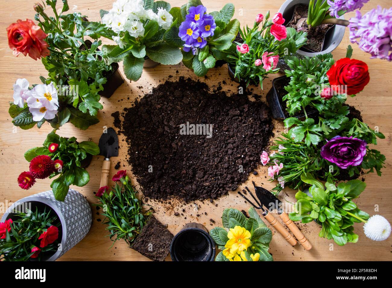 Top view of various flowers in pots stand around the soil Stock Photo ...