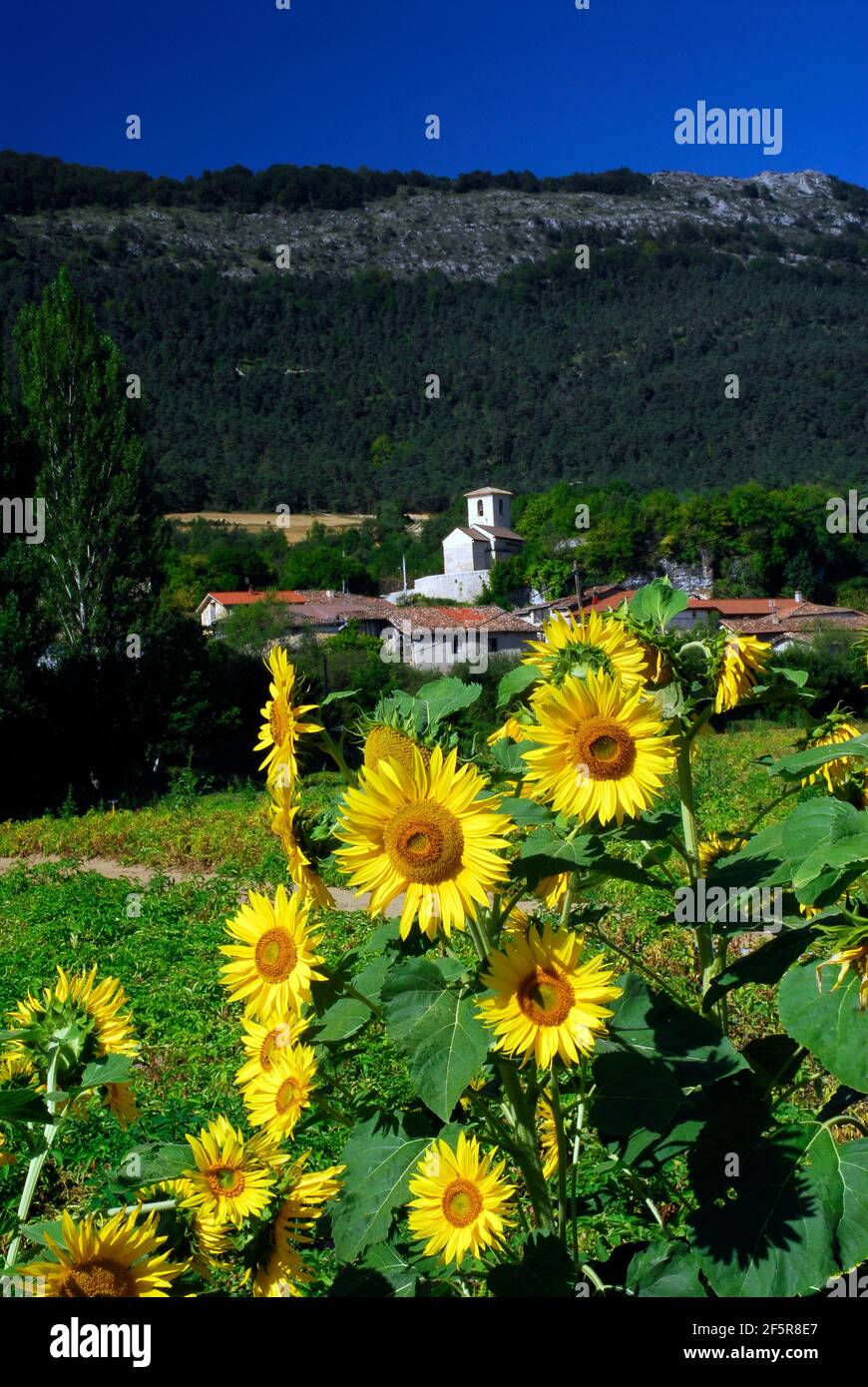 Tobillas hi-res stock photography and images - Alamy