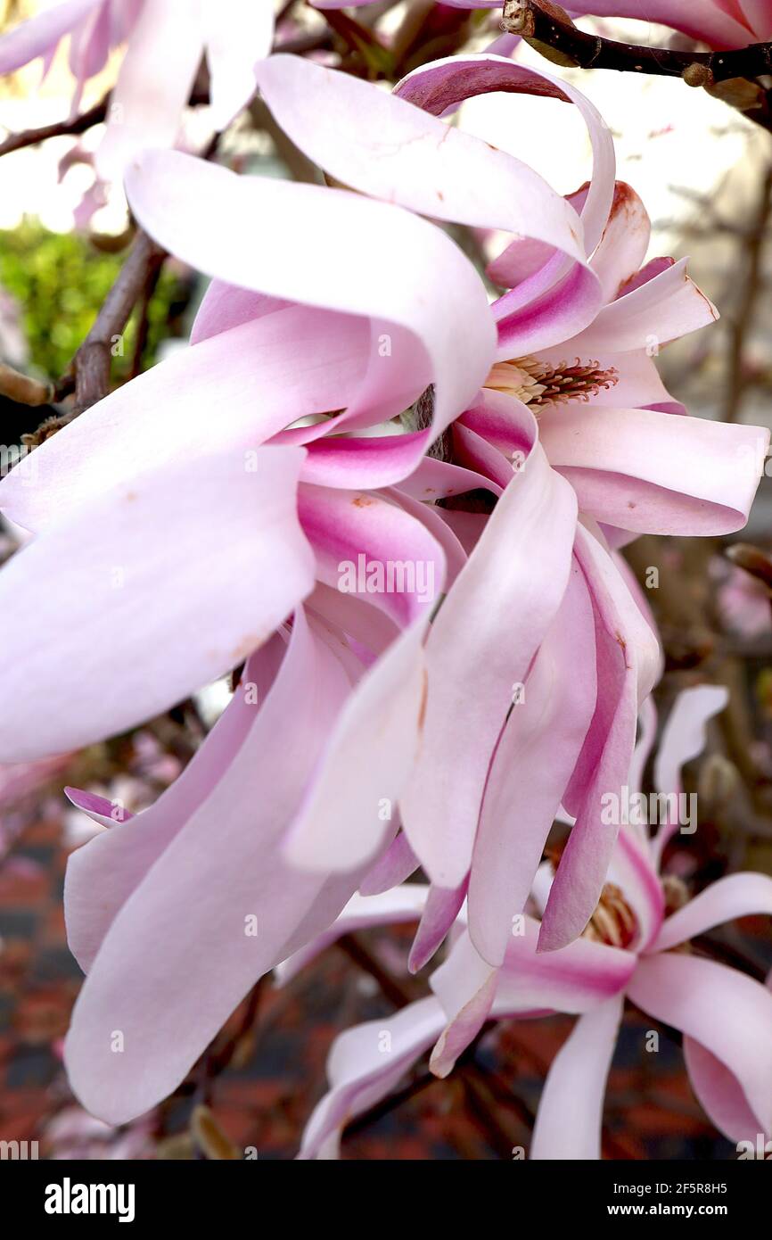 Magnolia stellata ‘Rosea’ Star Magnolia Rosea – long white petals with ...