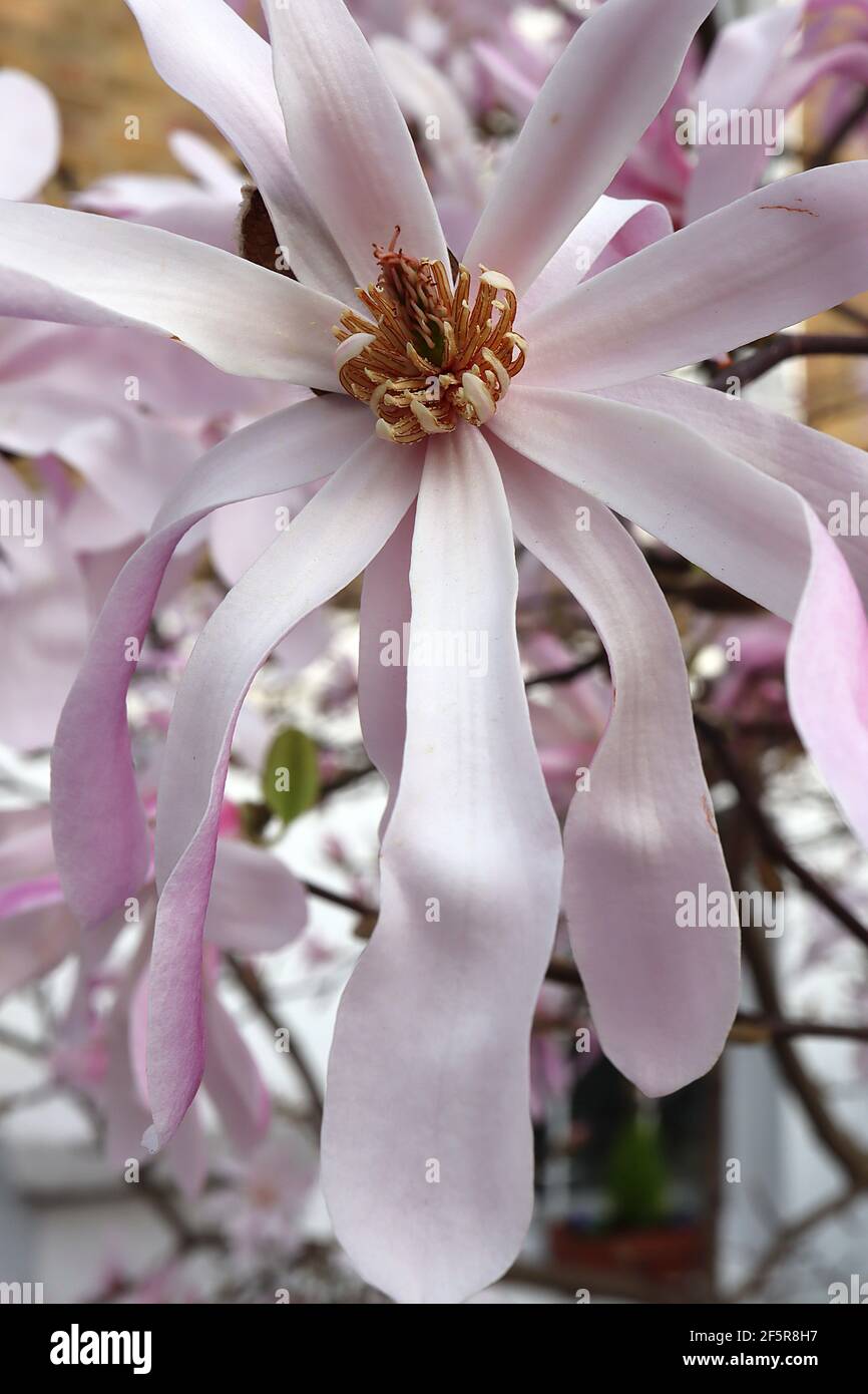 Magnolia stellata ‘Rosea’ Star Magnolia Rosea – long white petals with ...
