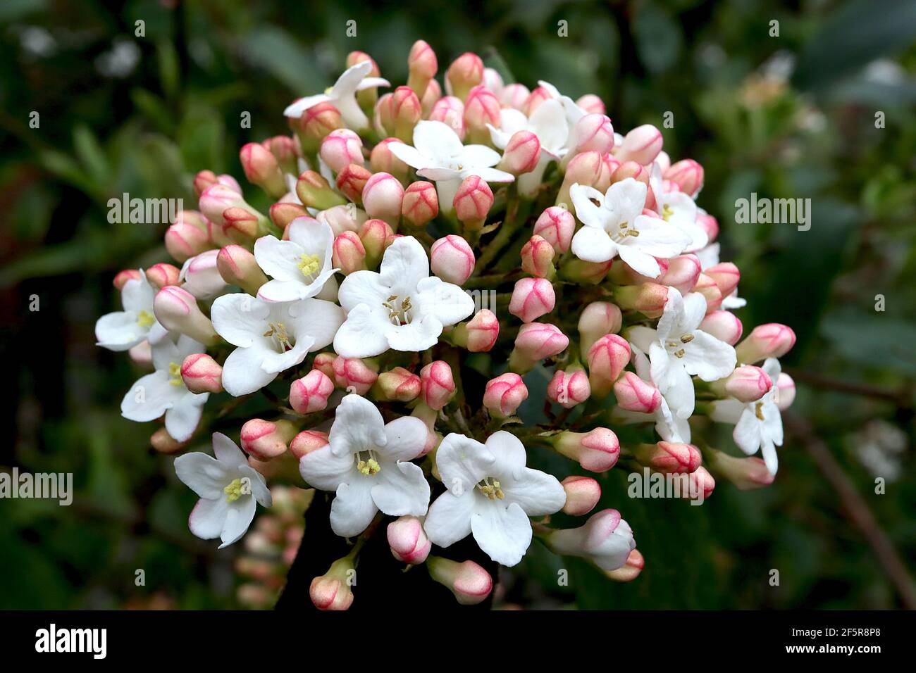 Viburnum x burkwoodii hi-res stock photography and images - Alamy