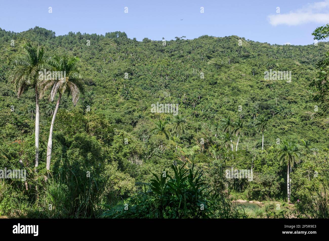 Escambray mountains covered in a dense carpet of palm trees and jungle ...