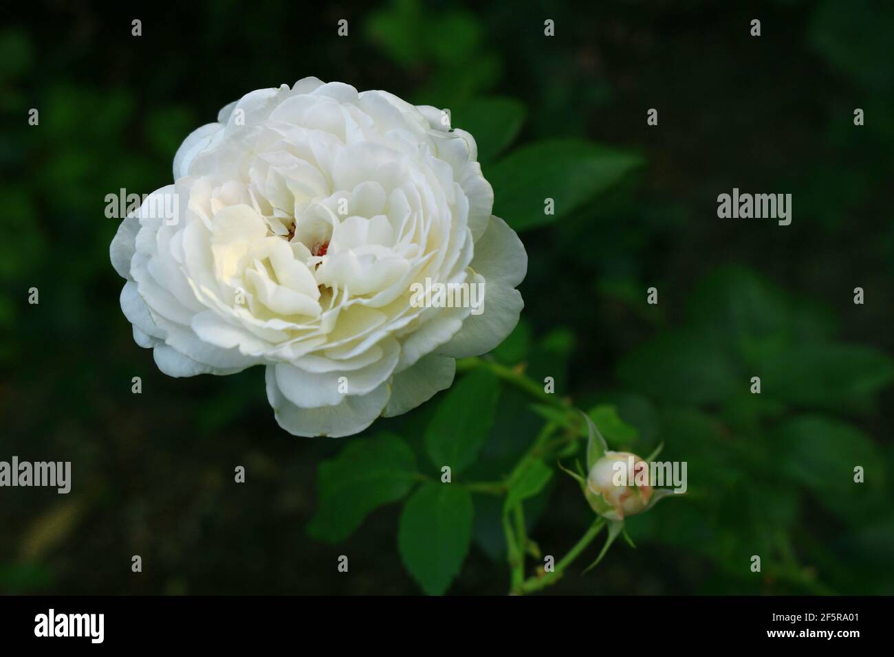 Beautiful blooming garden roses hi-res stock photography and images - Alamy