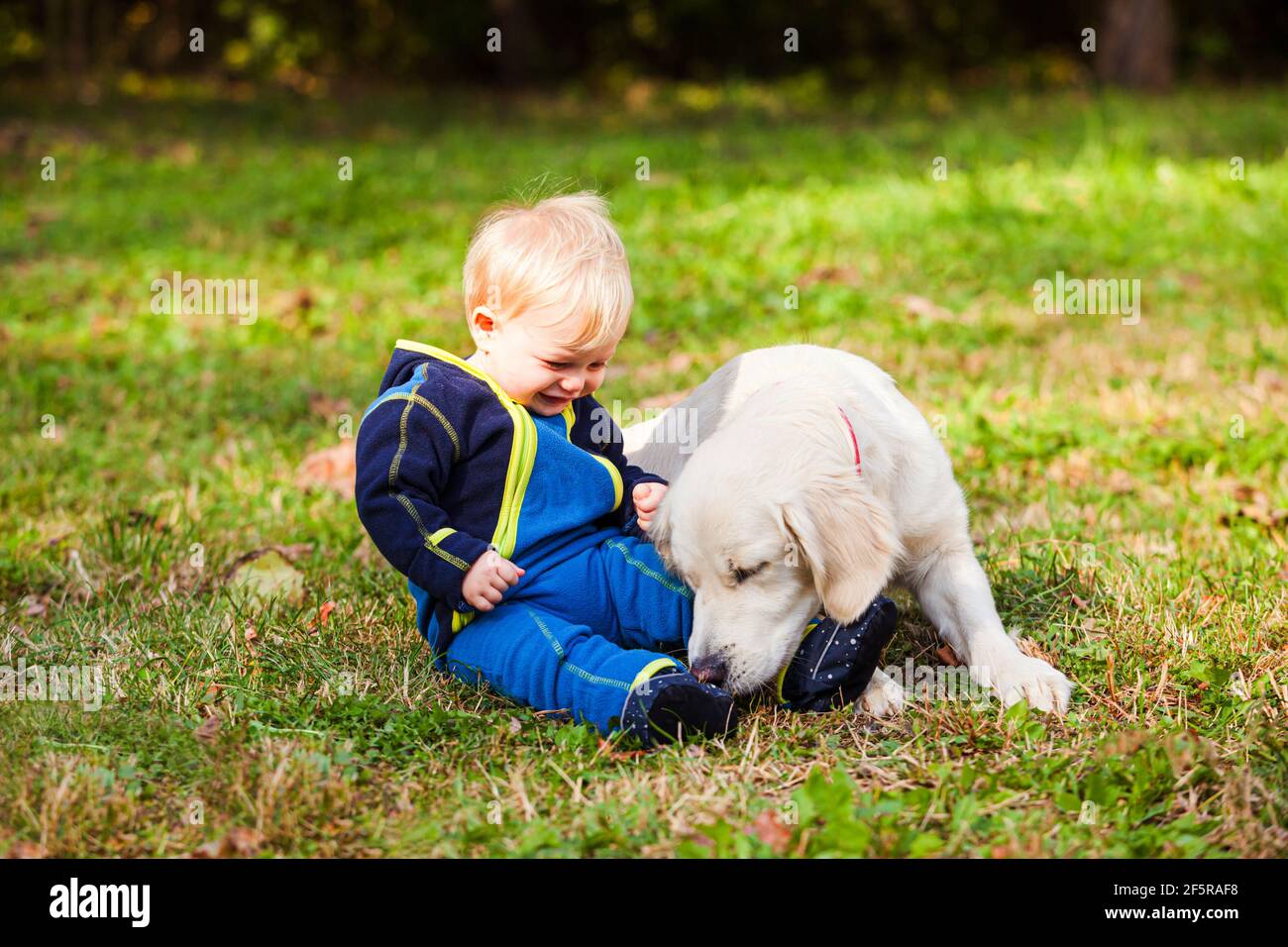 Does The Labrador Retriever Love Children