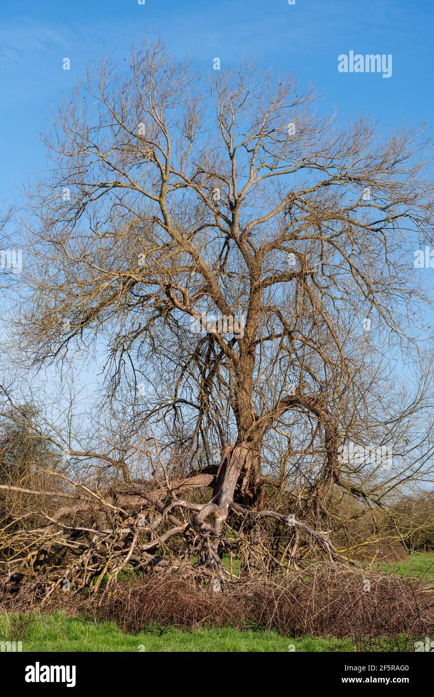 Tall dead tree, with large collapsed section hanging from the trunk ...