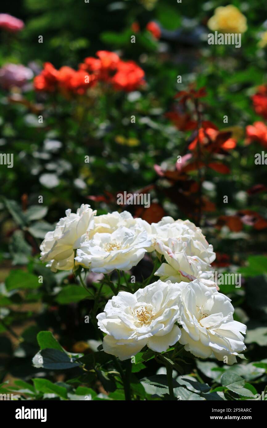 Beautiful blooming garden roses hi-res stock photography and images - Alamy