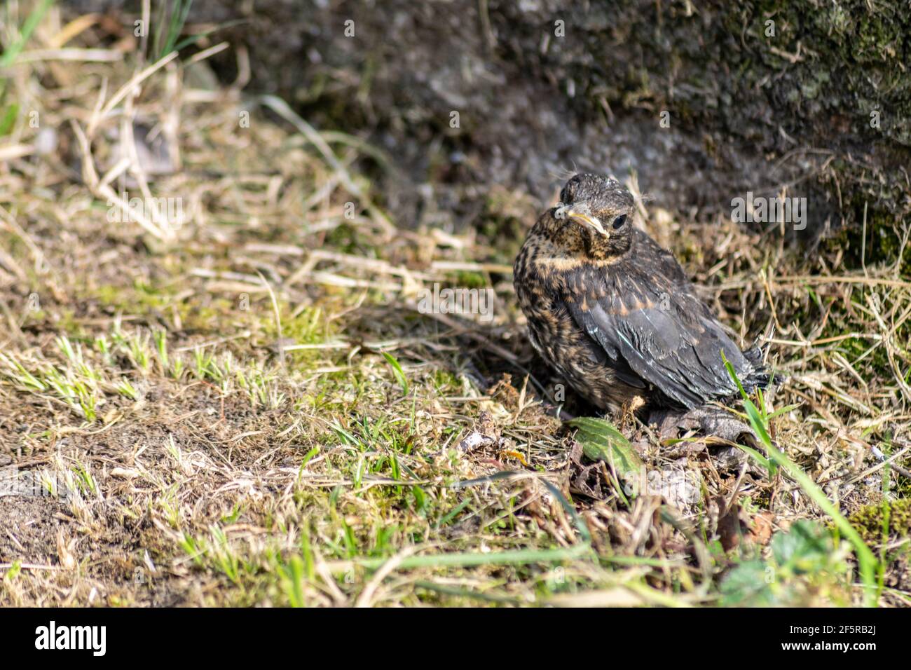 Bird learning fly hi-res stock photography and images - Alamy