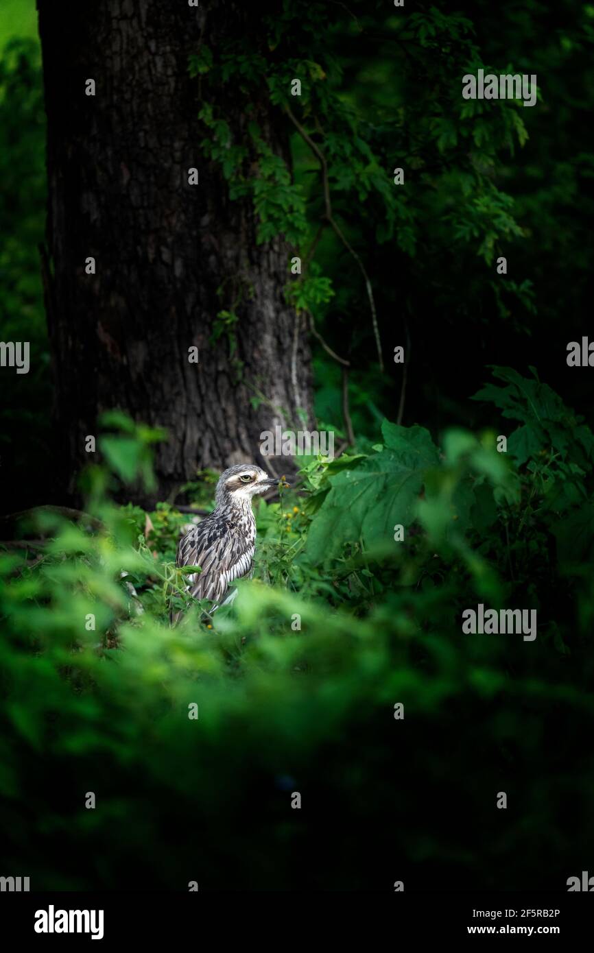 Bush thick-knee (Burhinus grallarius) standing on its long legs amongst ...