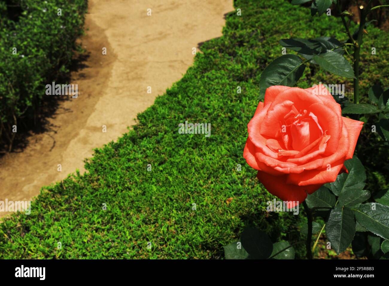 Beautiful roses blooming in the garden Stock Photo - Alamy