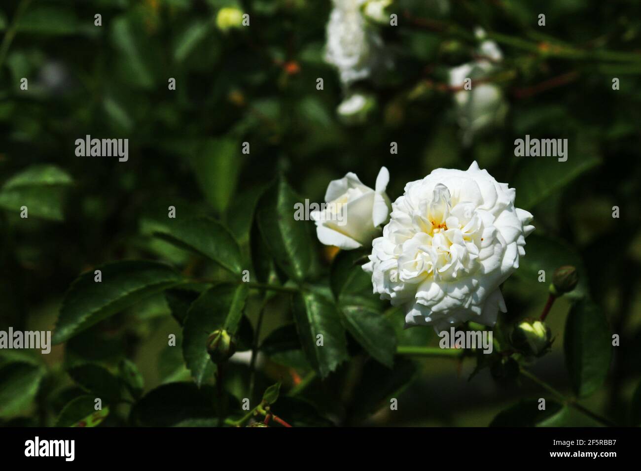 Beautiful blooming garden roses hi-res stock photography and images - Alamy