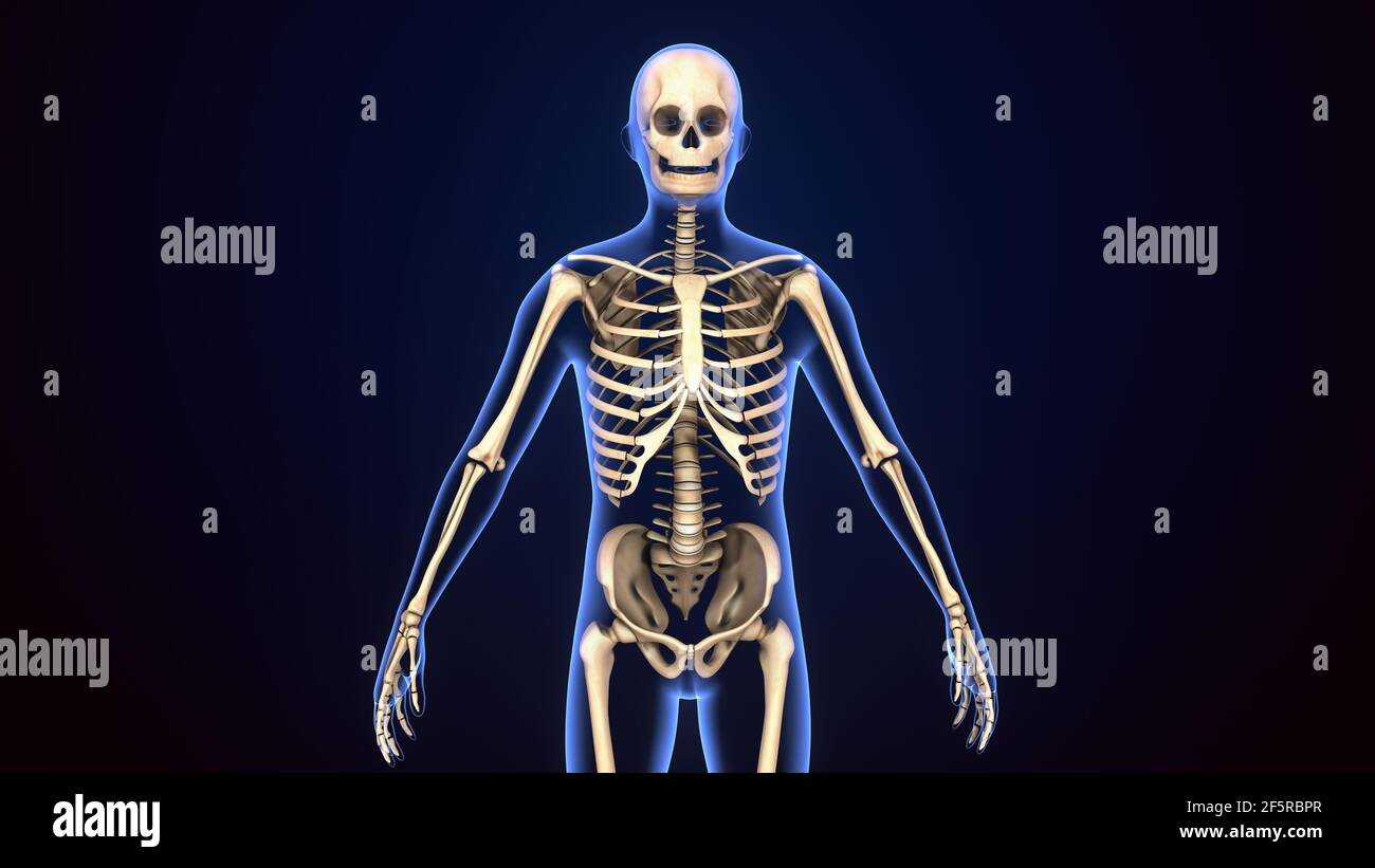 3d illustration of human skeleton anatomy Stock Photo - Alamy