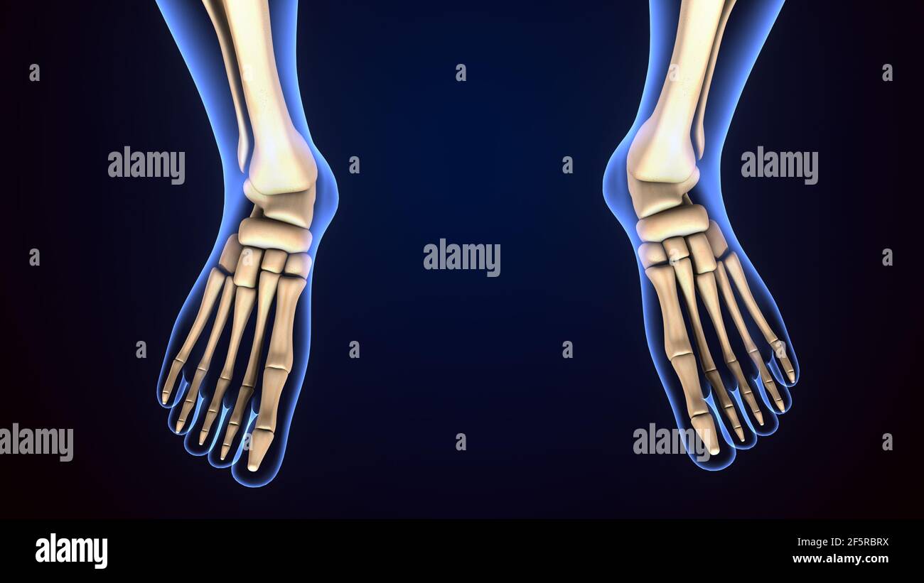3d illustration of human skeleton foot bones anatomy Stock Photo - Alamy