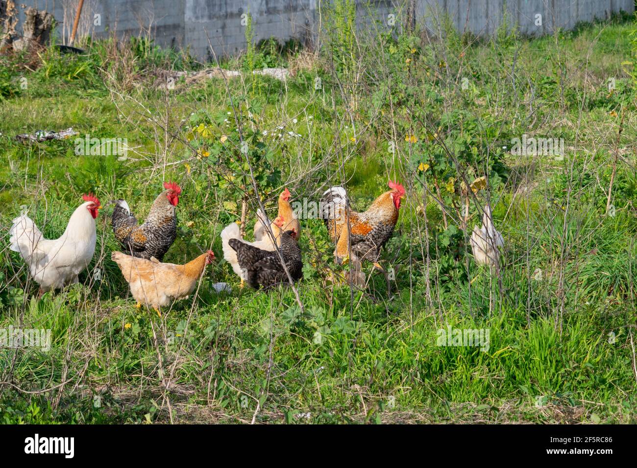 Hens and country roosters walking and eating at the farm in open air or ...