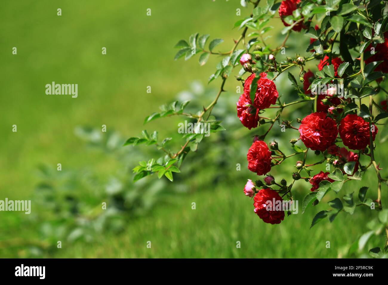 Full floral gardening hi-res stock photography and images - Alamy