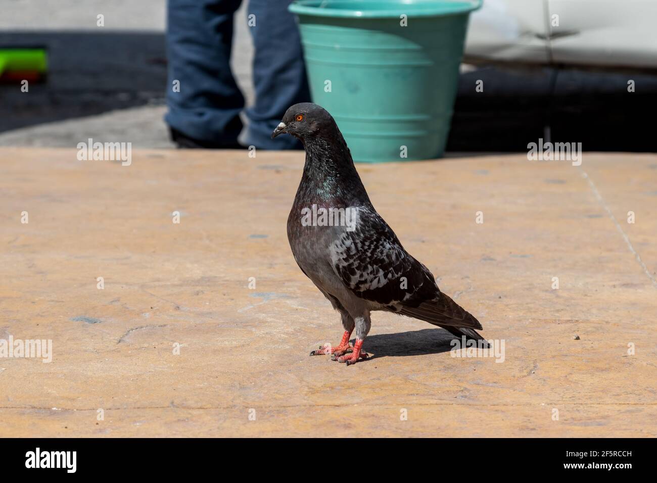 Rock dove (pigeon) with focused orange eyes and bright red feet standing on a sidewalk in Mexico ...