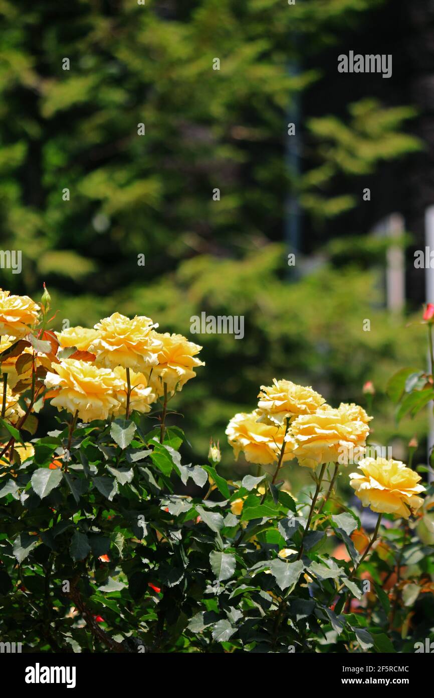 Beautiful roses blooming in the garden Stock Photo - Alamy