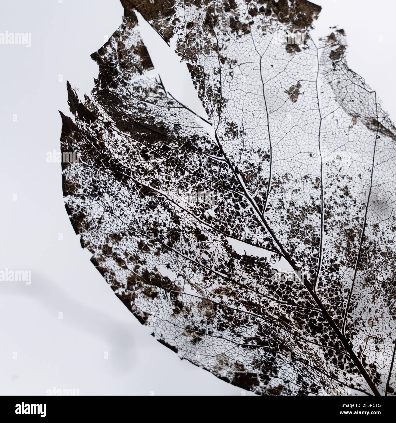 Leaf skeleton hi-res stock photography and images - Alamy