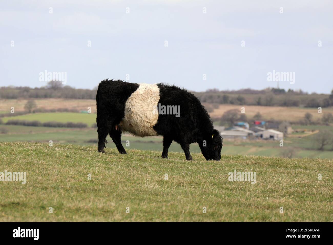 Farm animal peak district hi-res stock photography and images - Alamy