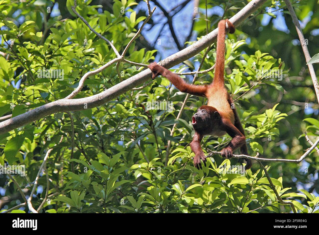 Monkey hanging hi-res stock photography and images - Alamy