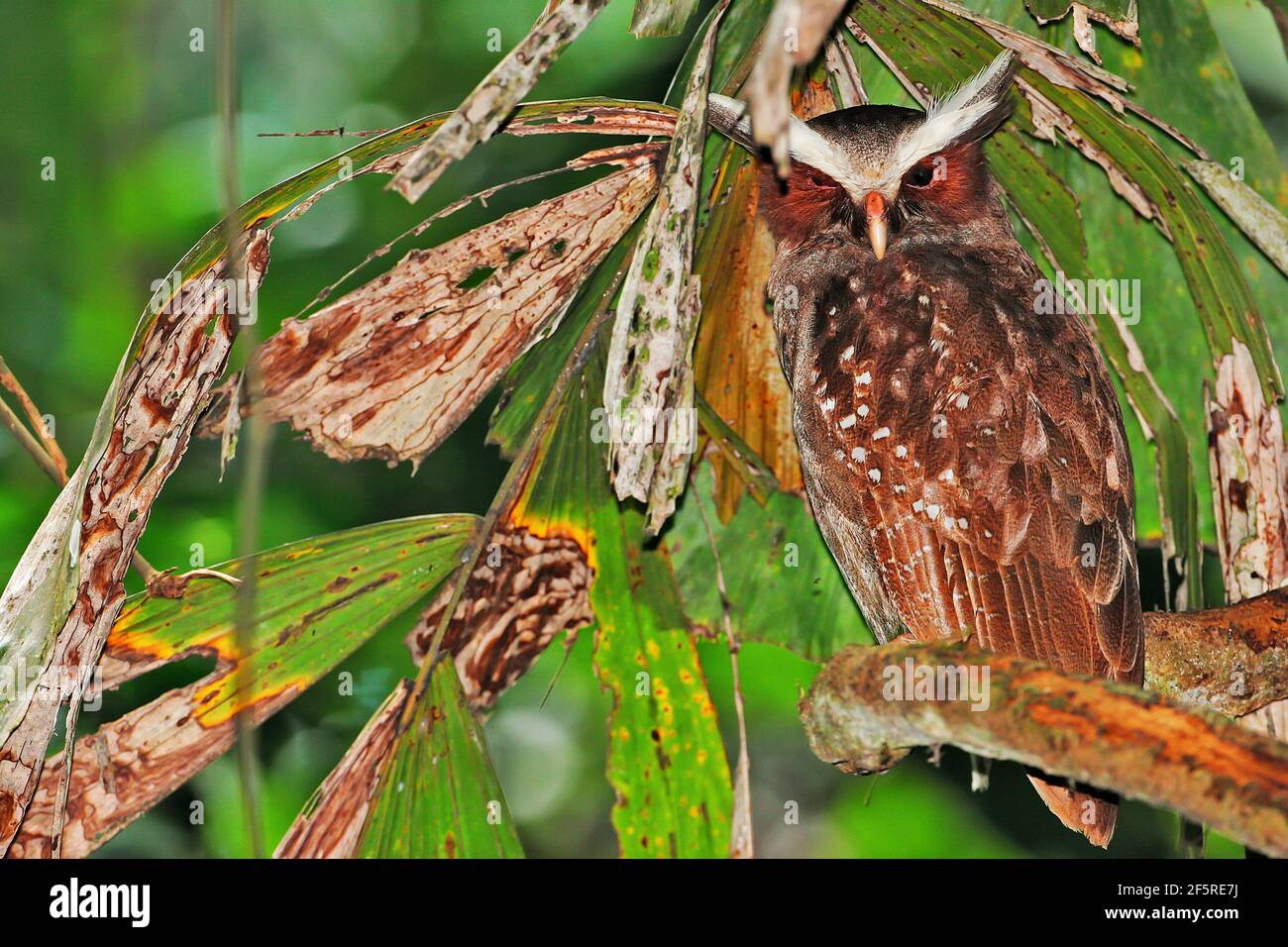 Tropical rainforest fauna hi-res stock photography and images - Alamy