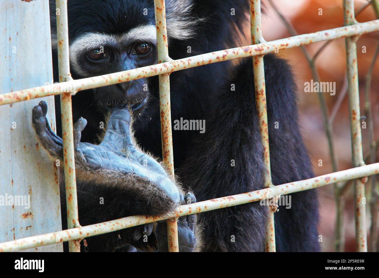 Caged monkey looks outside with thumb in mouth Stock Photo - Alamy