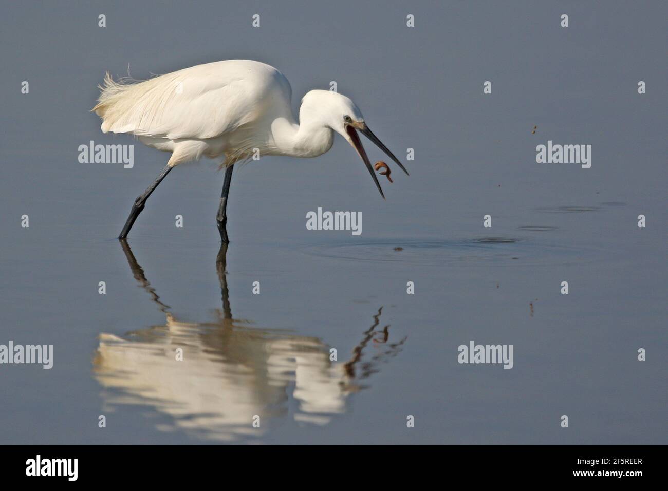 Worm eating bird hi-res stock photography and images - Alamy