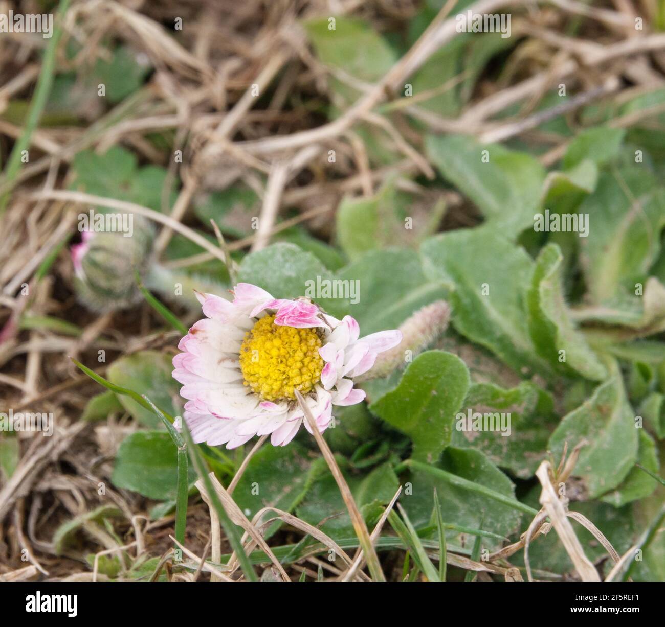 Petal tips hi-res stock photography and images - Alamy