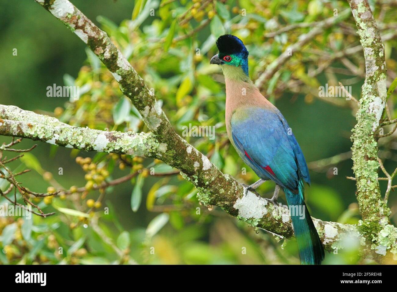 Purple-crested turaco, bird of South Africa Stock Photo - Alamy
