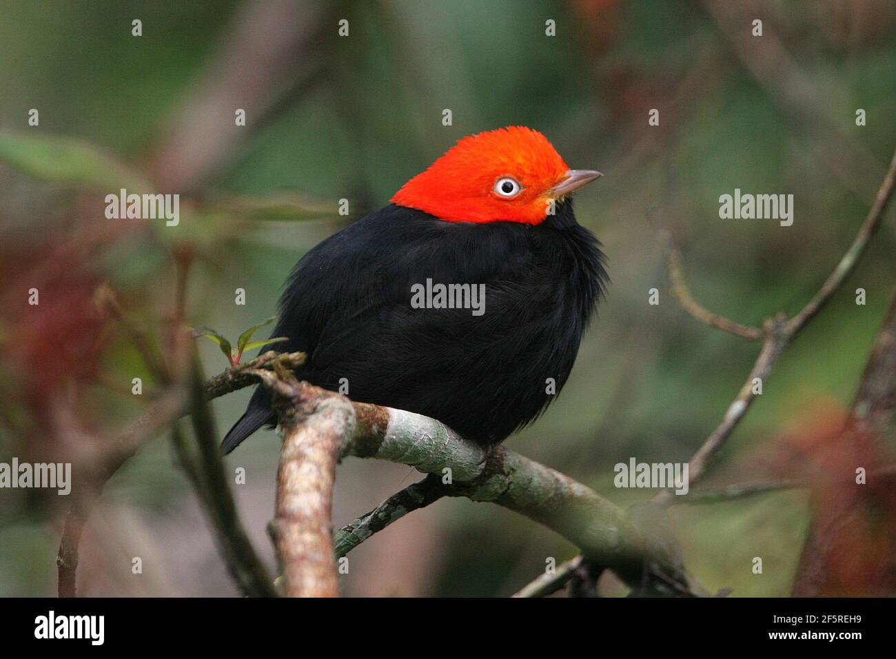 Red & black tropical bird of Belize Stock Photo - Alamy