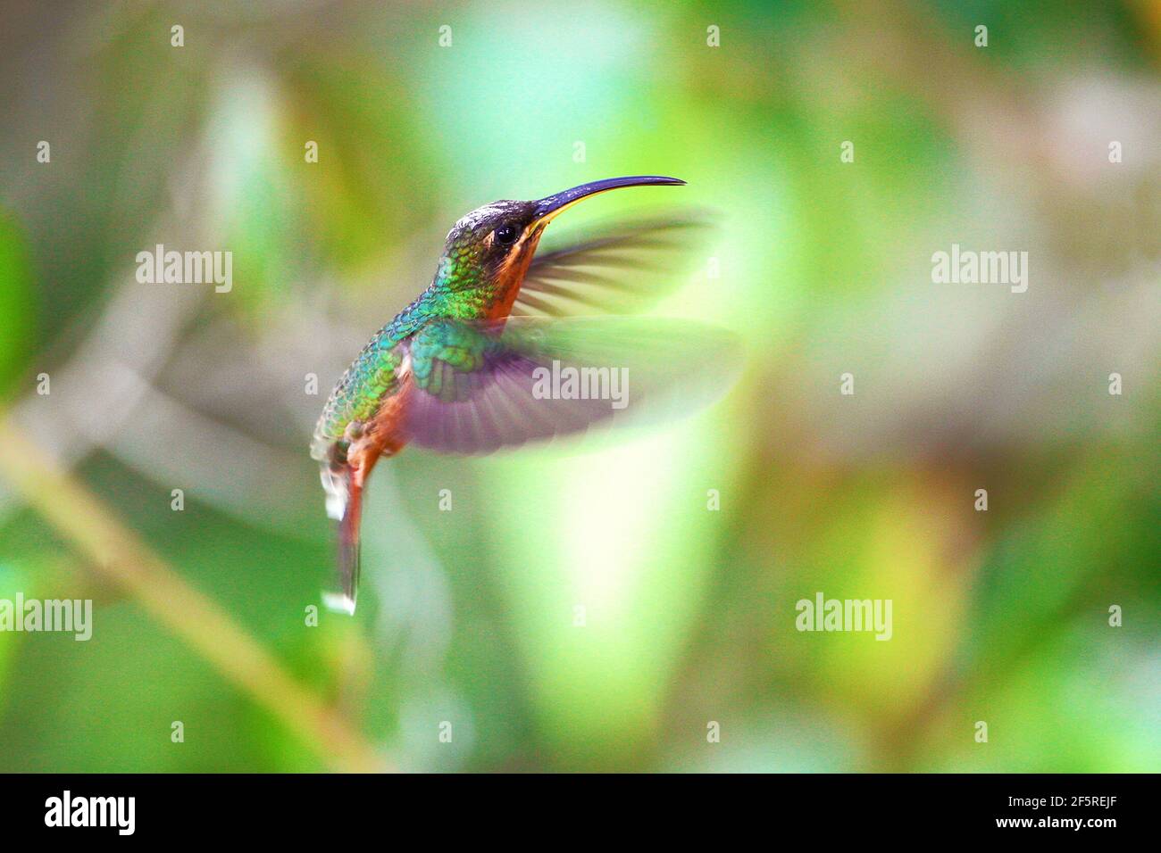 Hermit hummingbird peru hi-res stock photography and images - Alamy