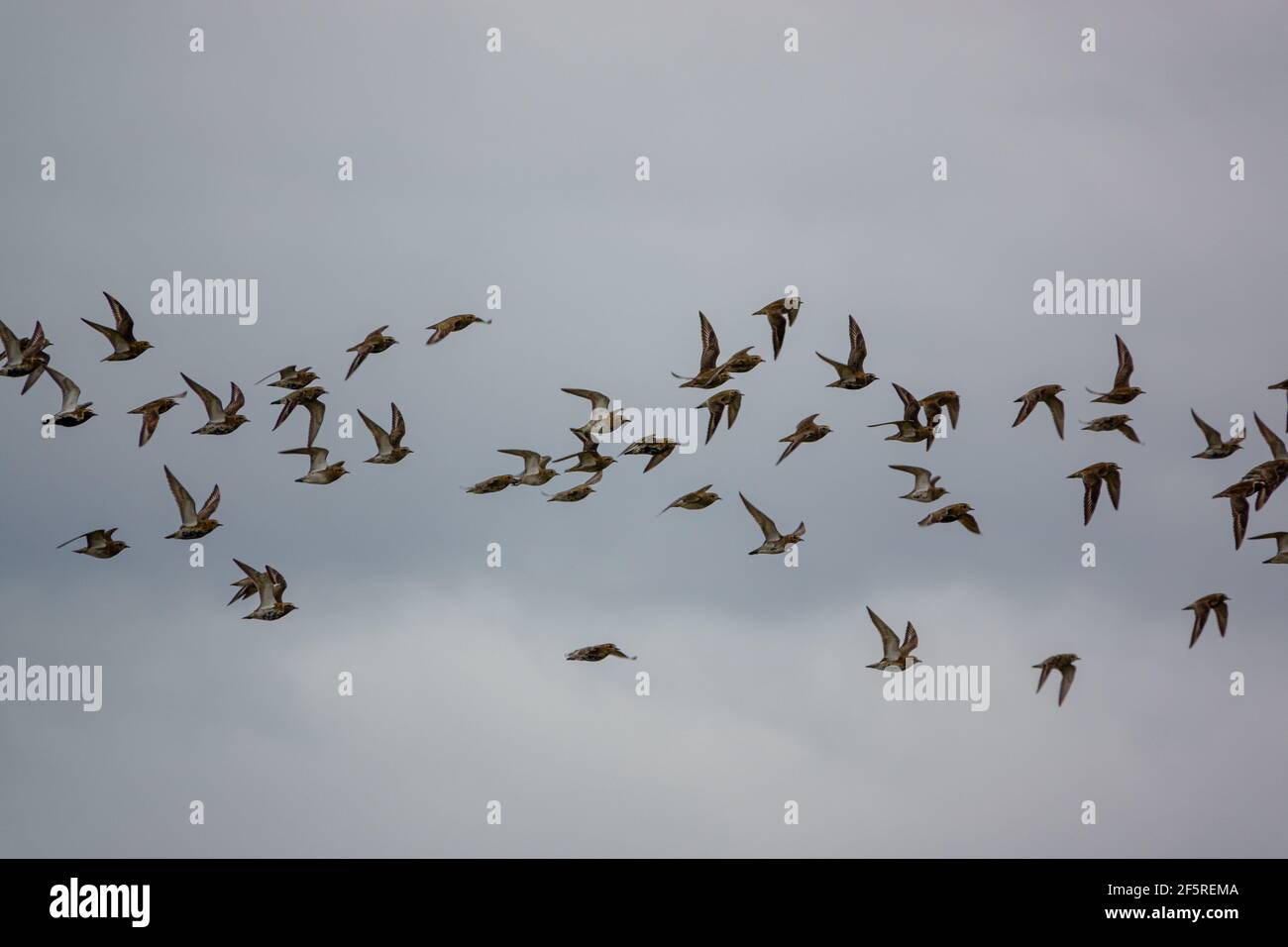 a flock of hundreds of Golden Plover (Pluvialis dominica) flying over ...