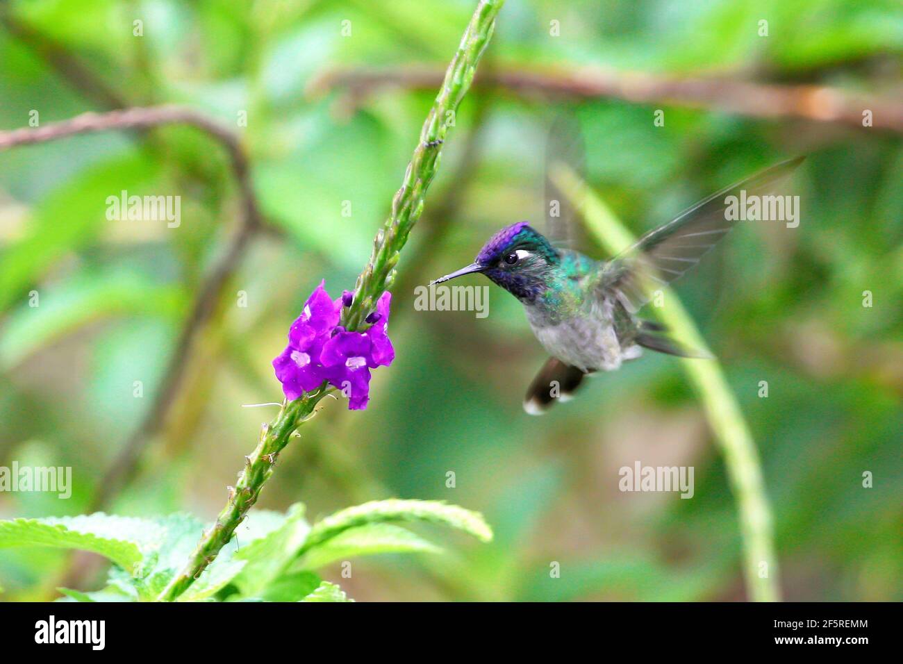 Violet-headed hummingbird in flight, Peru Stock Photo - Alamy