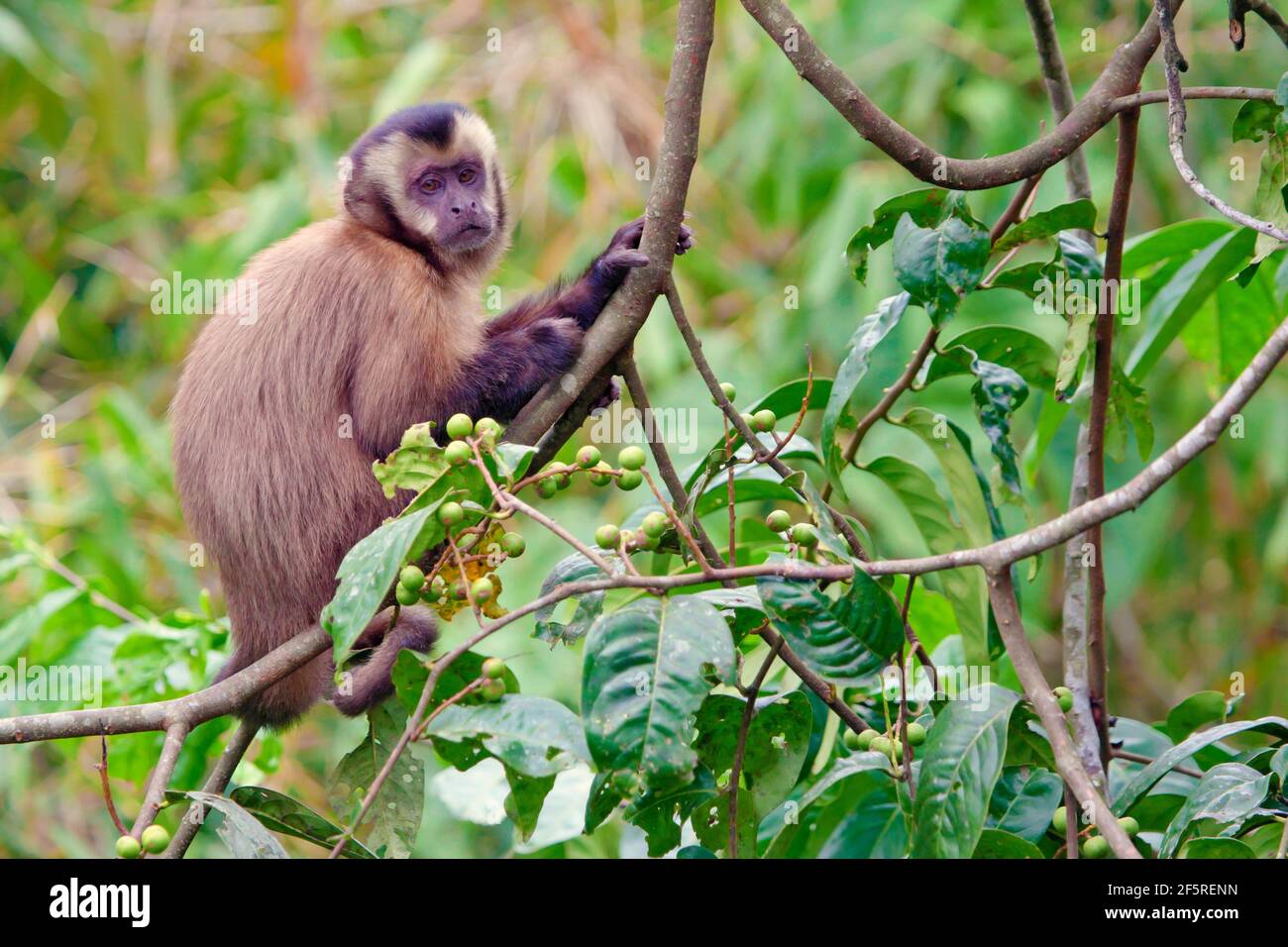 White-fronted Capuchin Monkey, Peru Stock Photo - Alamy