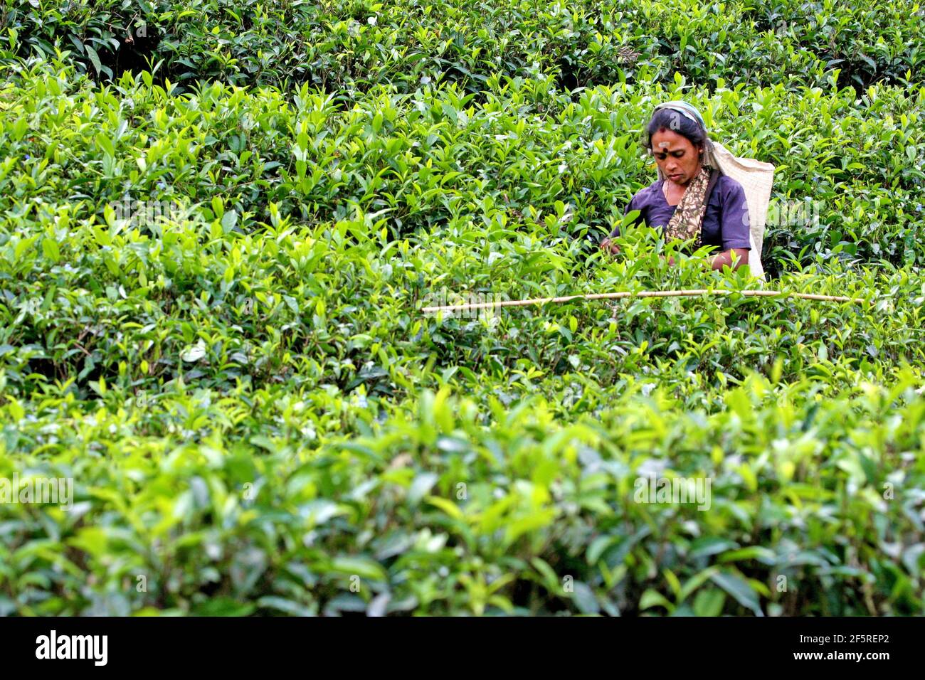 Woman plucking tea leaves, Sri Lanka Stock Photo - Alamy
