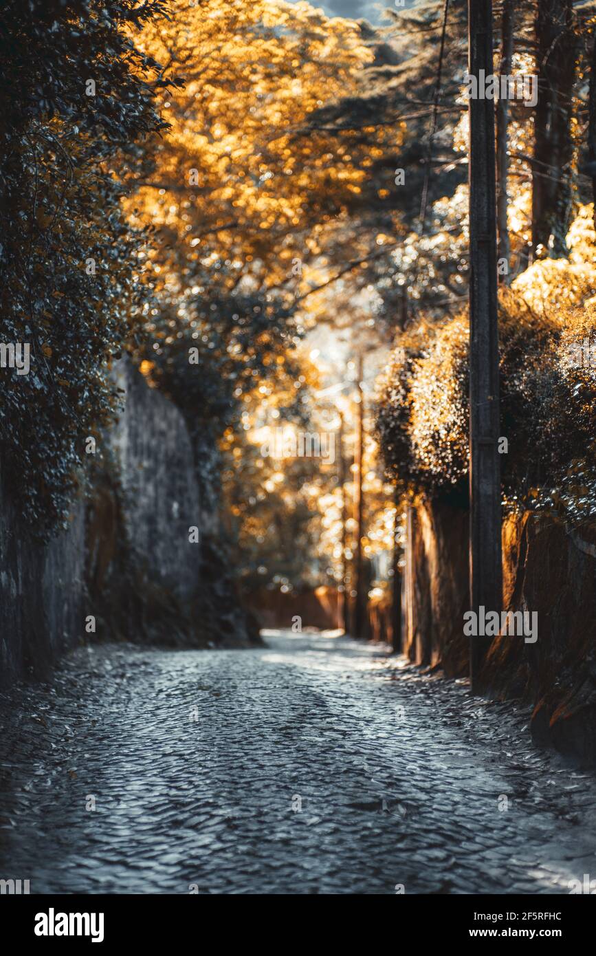 Beautiful vertical scenery with a narrow country road with paving stone ...