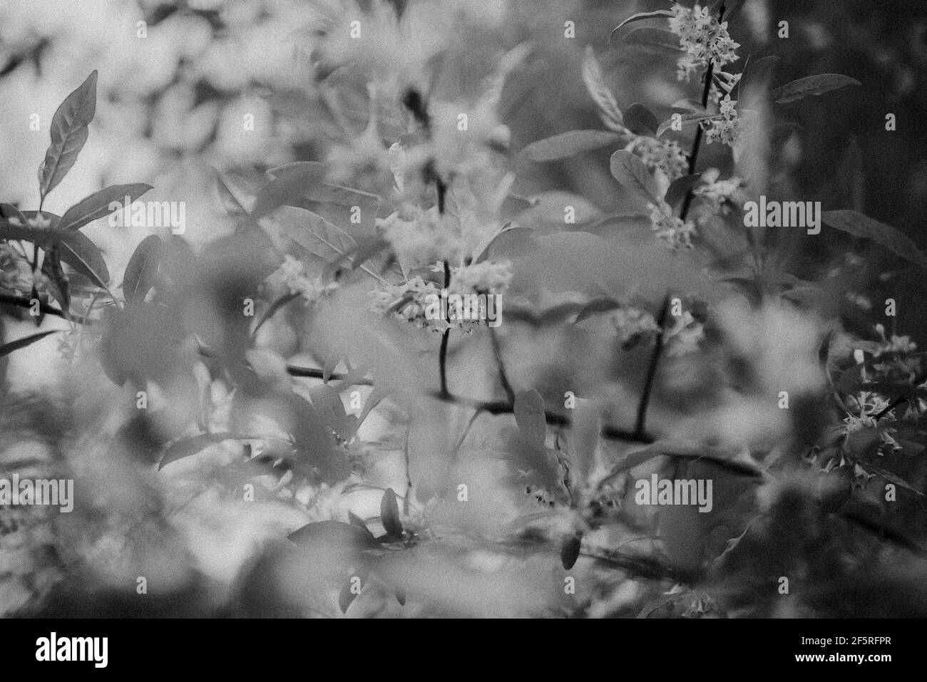 Autumn olive in spring Black and White Stock Photos & Images - Alamy