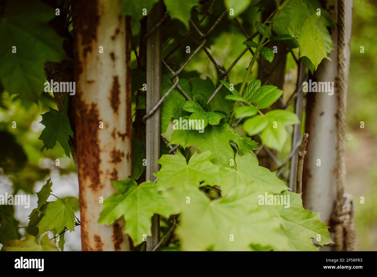 Tree growing into fence hi-res stock photography and images - Alamy
