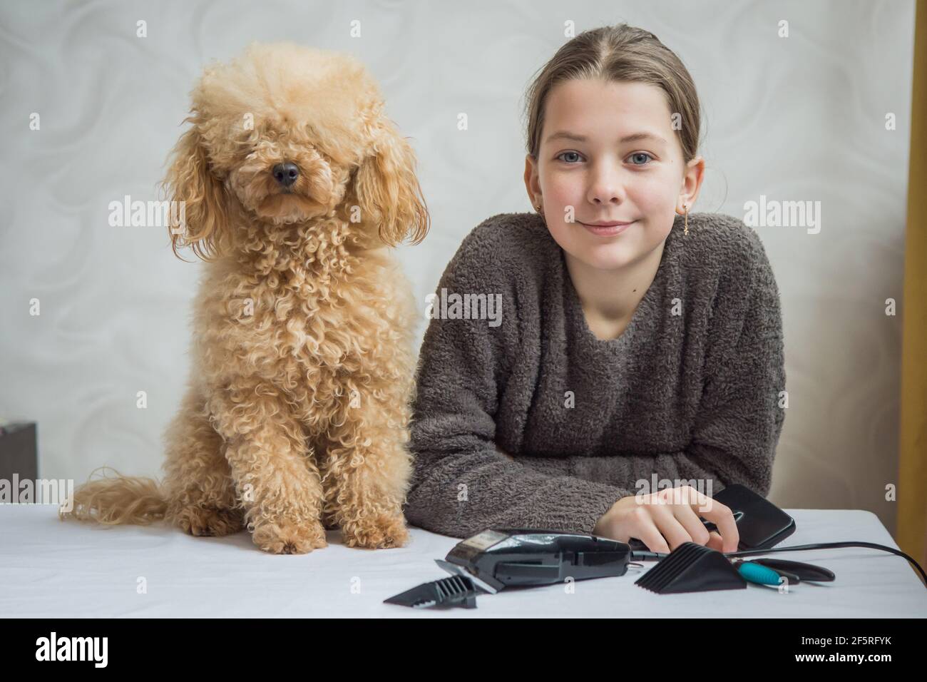 Red poodle hi-res stock photography and images - Alamy