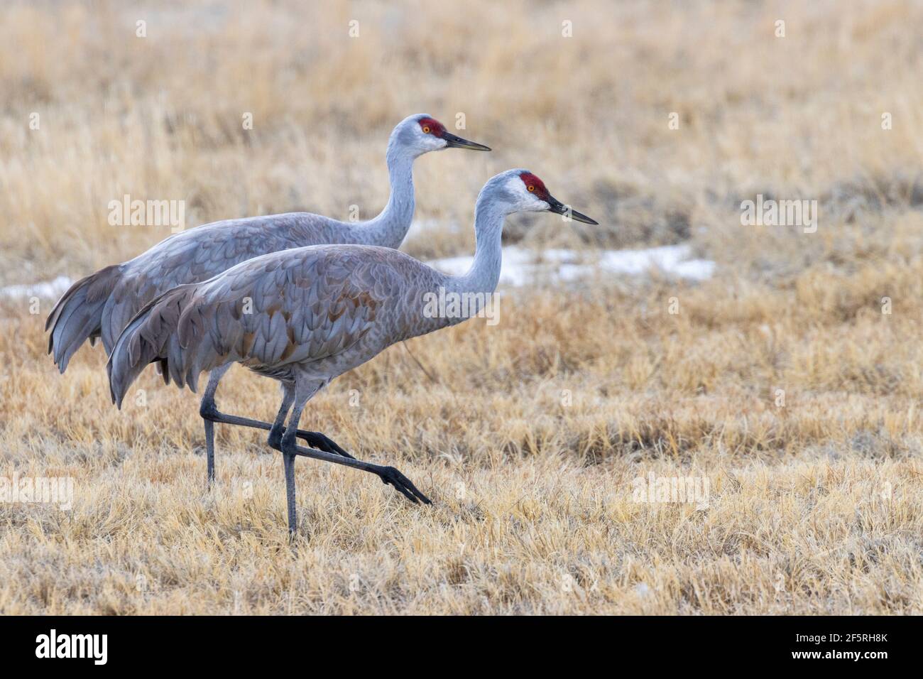 Sand hill crane in nature hi-res stock photography and images - Alamy