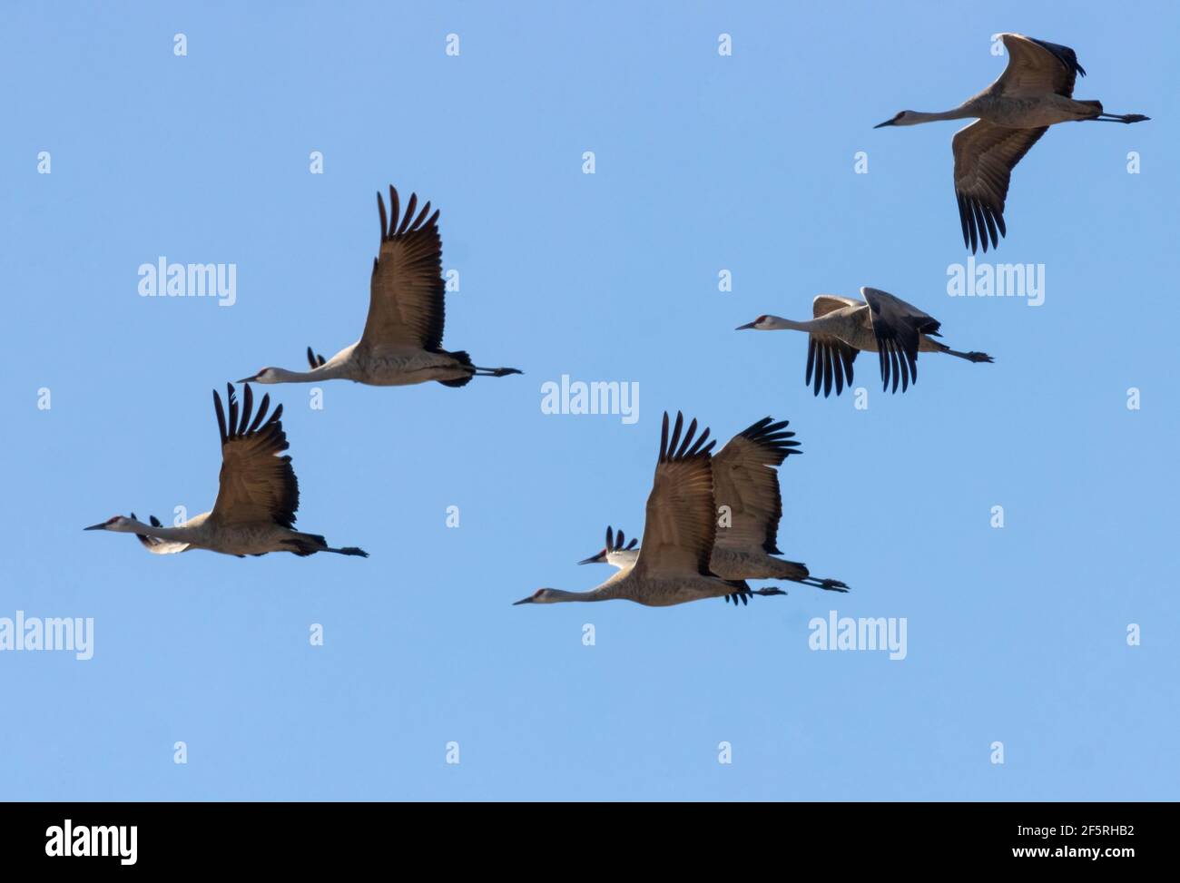 Colorado sand hill cranes Stock Photo - Alamy