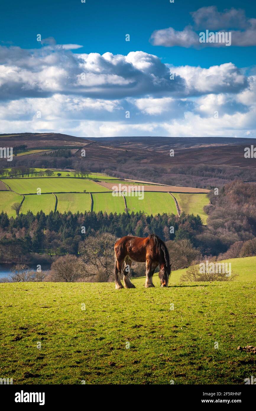 Bradfield Brewer paddock field Stock Photo - Alamy