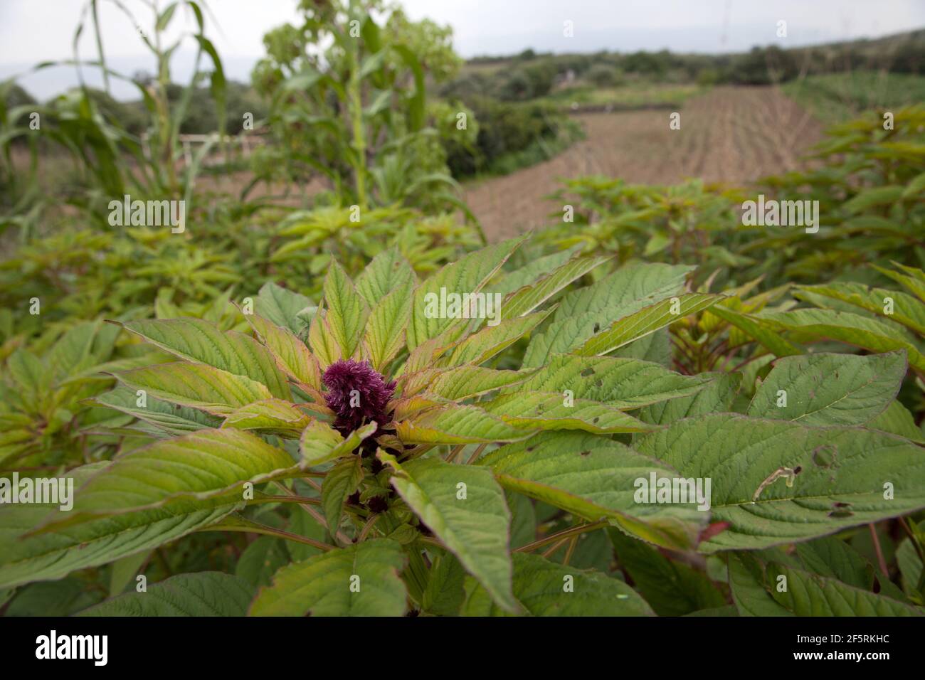 Ancient aztec farming hi-res stock photography and images - Alamy