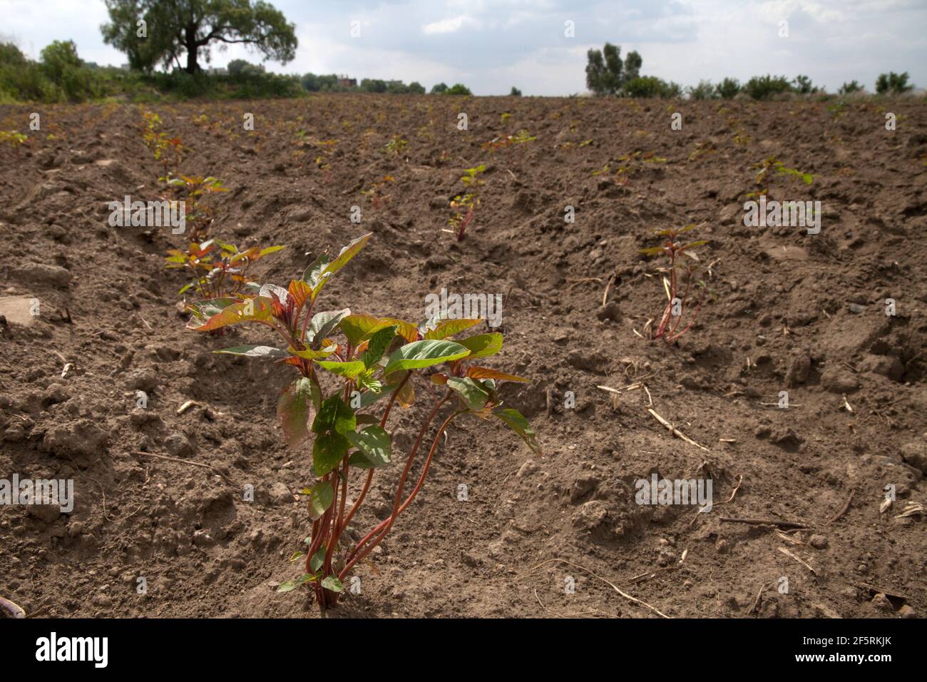 Amaranth field hi-res stock photography and images - Alamy
