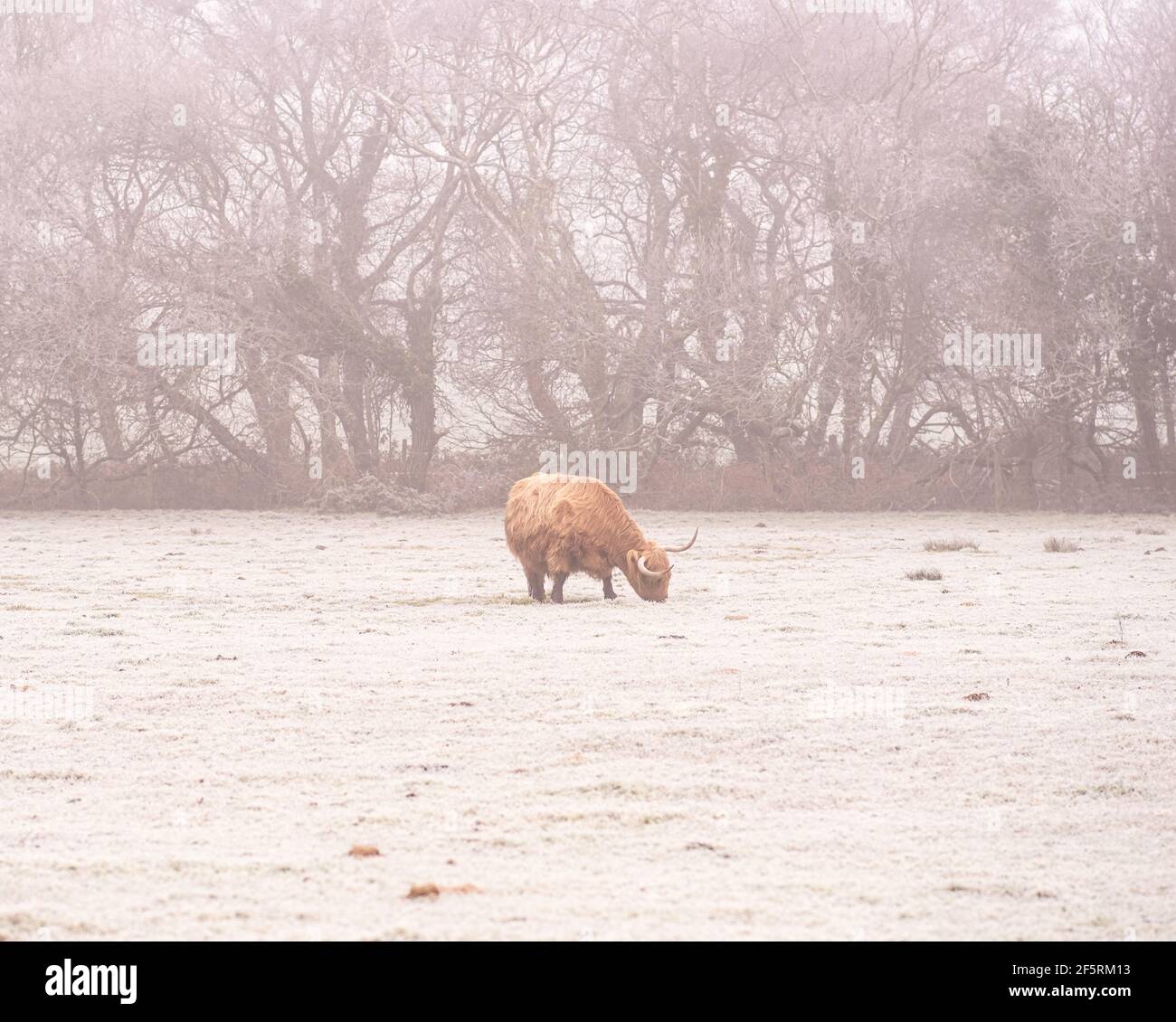 Lone highland cow in heavy frost and mist in field Stock Photo - Alamy