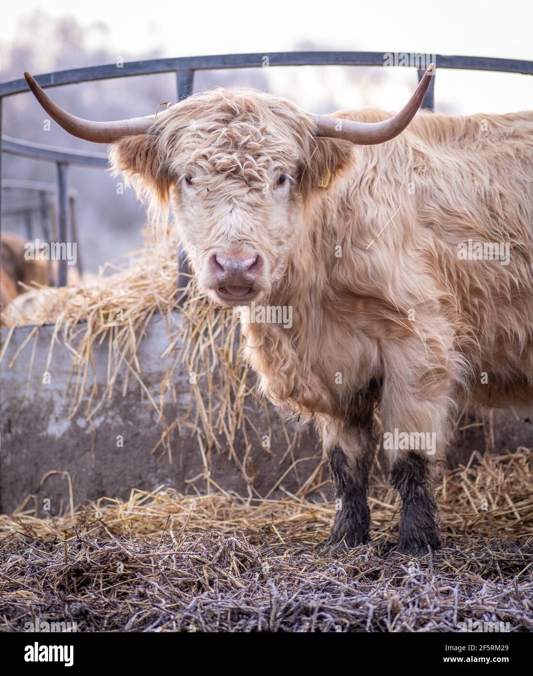 Highland cow eating hay in heavy frost in field Stock Photo - Alamy