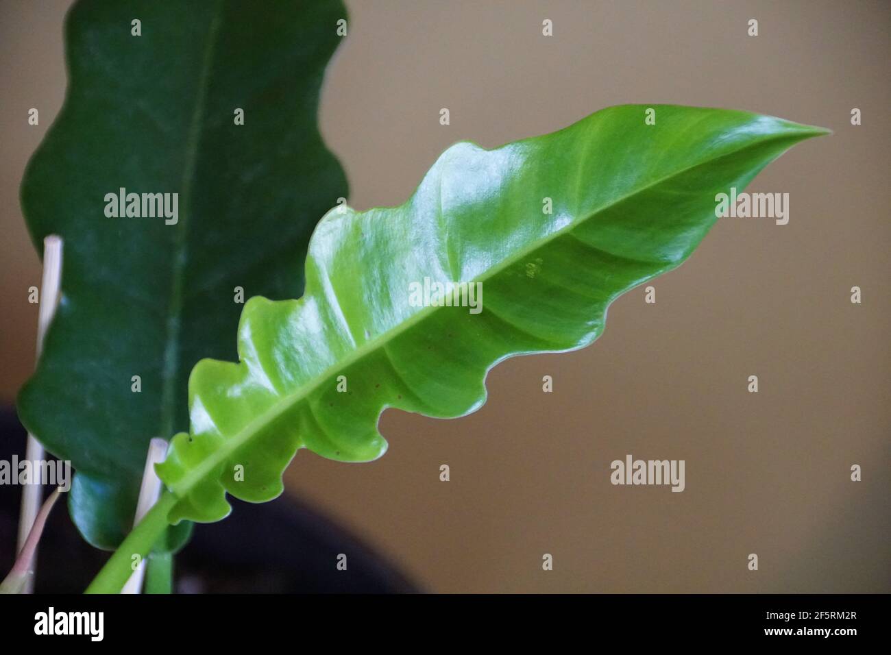 A young leaf of Philodendron Narrow Tiger's Tooth Stock Photo - Alamy