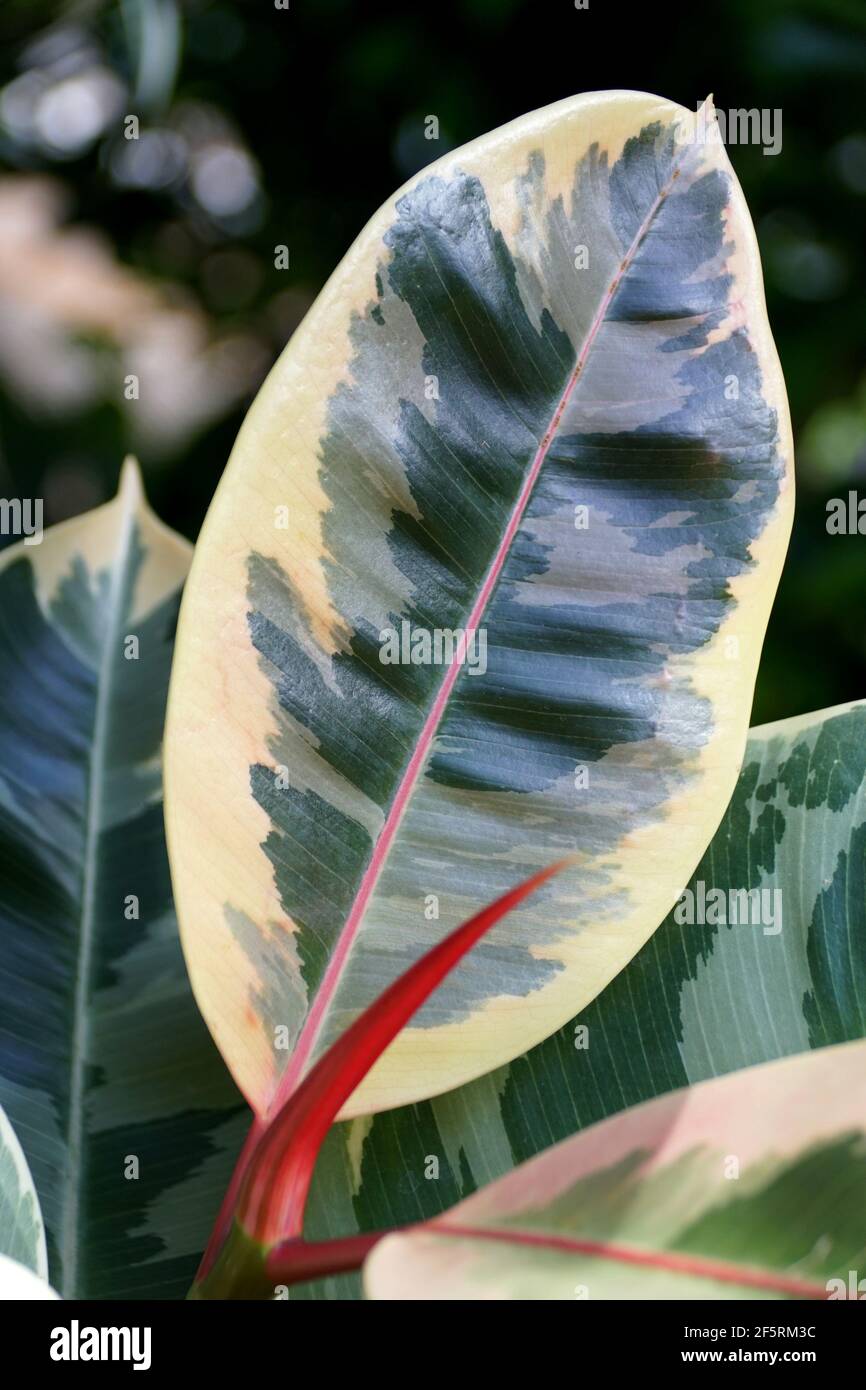 White and green leaf of Rubber plant Ruby 'Tineke' Stock Photo - Alamy