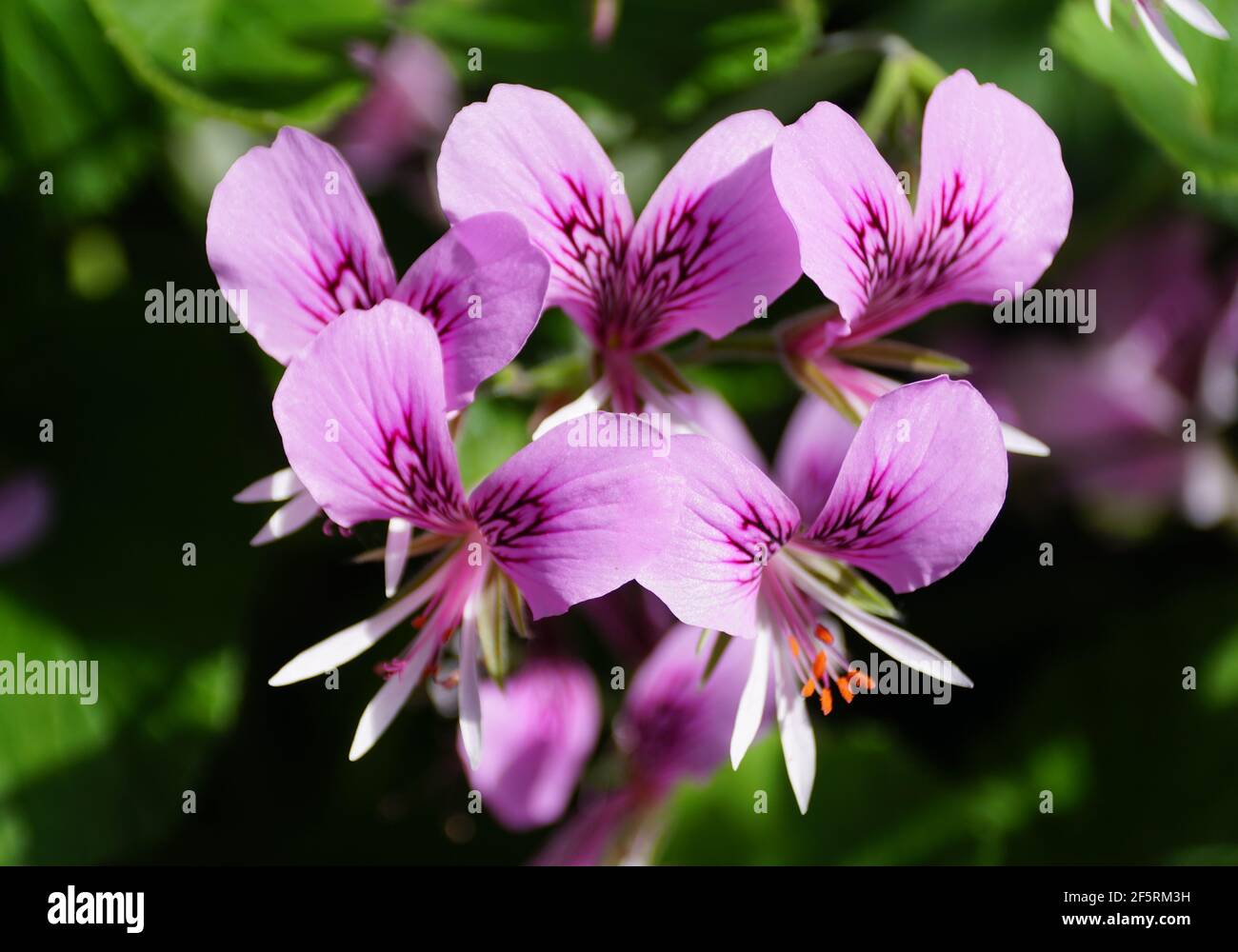 Pelargonium purple heart hi-res stock photography and images - Alamy