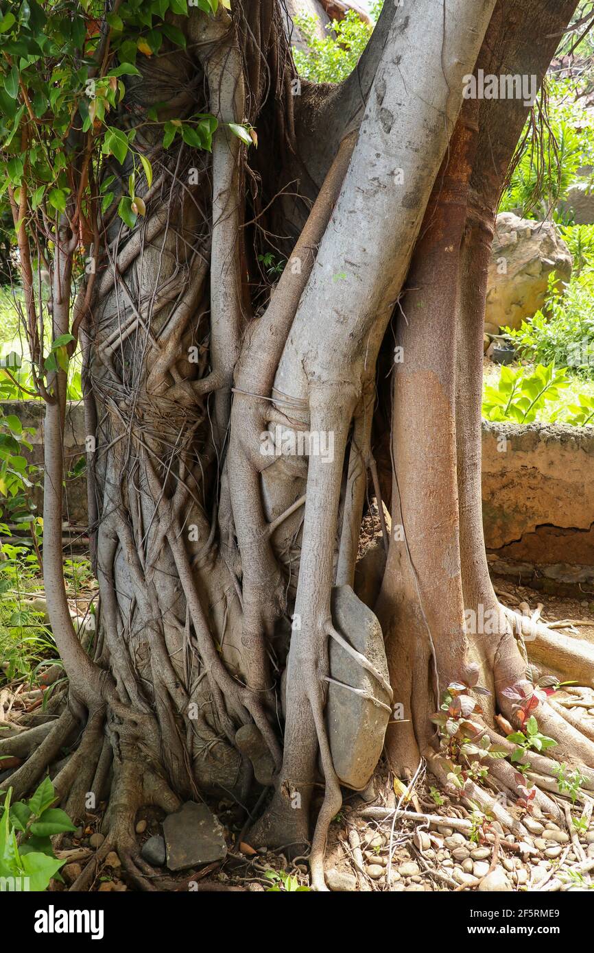 Close up of the aerial roots of ancient Banyan tree Ficus benghalensis ...