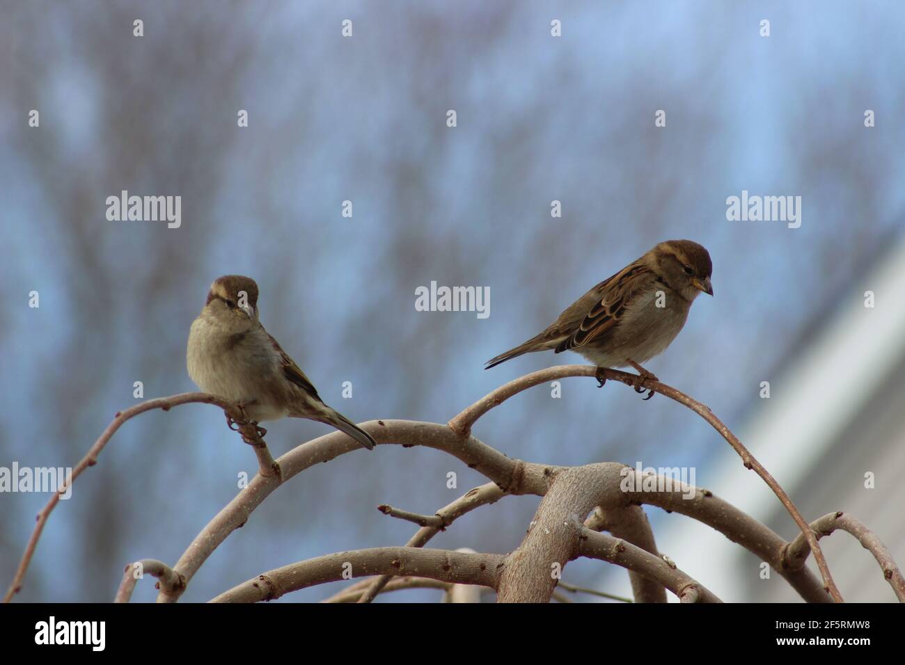Images sparrows hi-res stock photography and images - Alamy